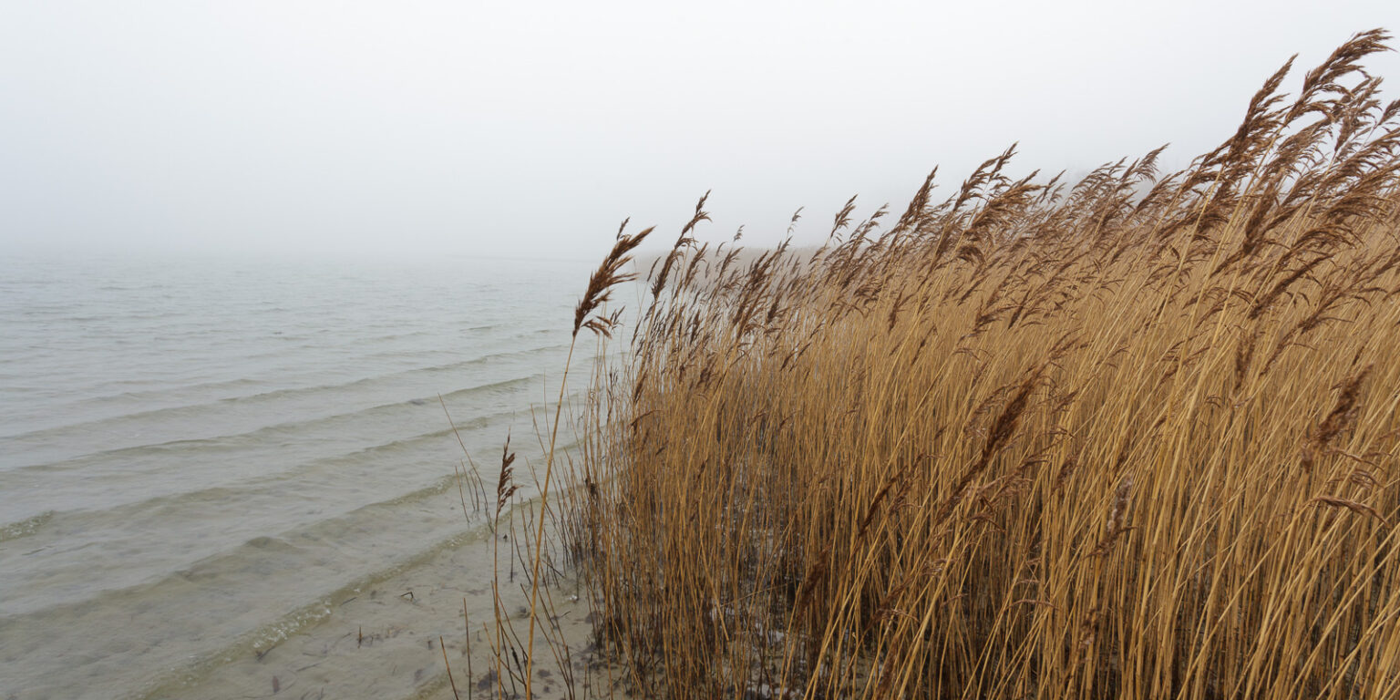 Reet an einem trüben Tag in Schleimünde - meeresfoto.de