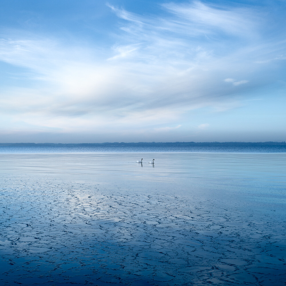 Winterschwäne auf der Ostsee - meeresfoto.de